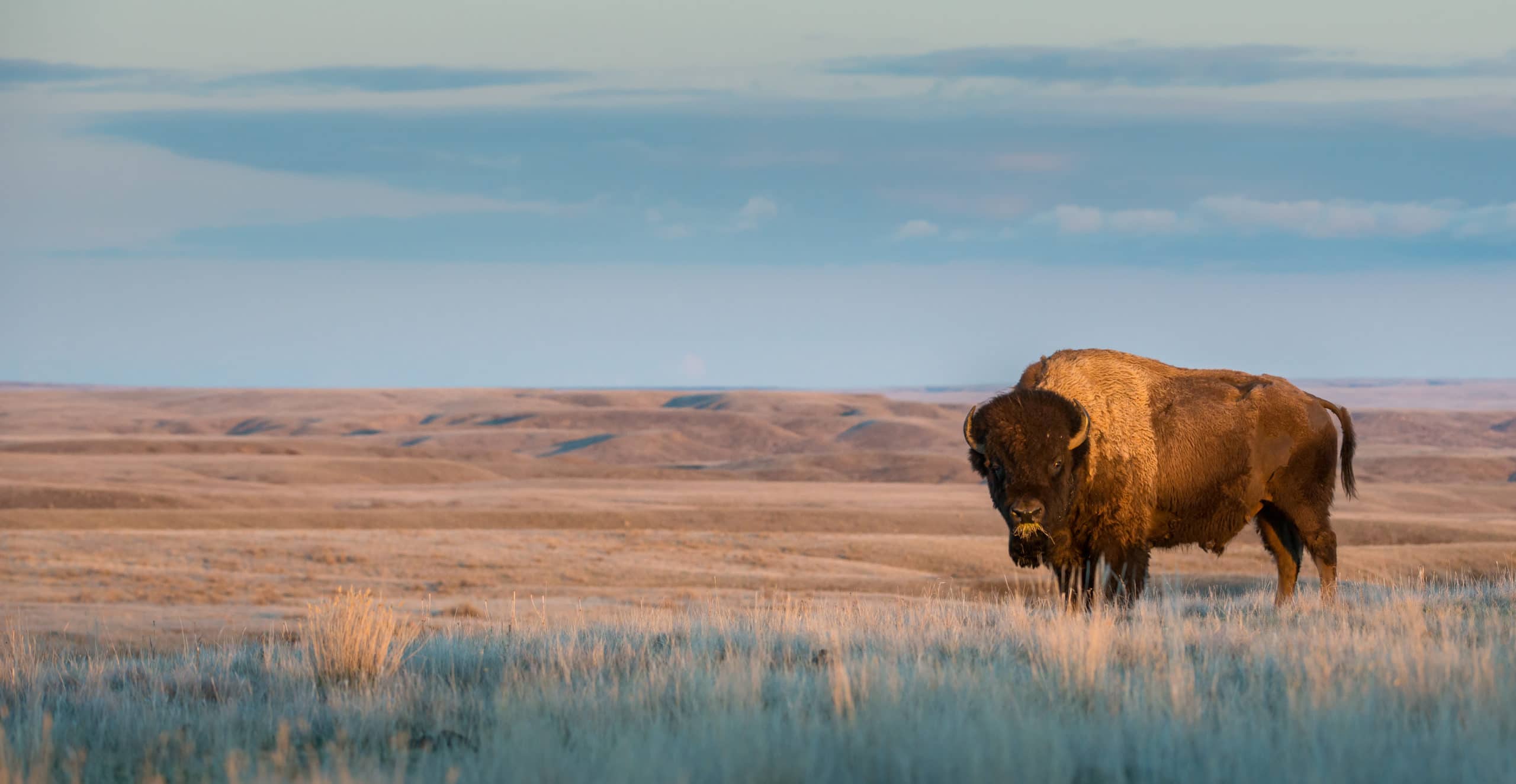 South Dakota Bison Hunt #OI-MRBR1 » Mickelson Ranch