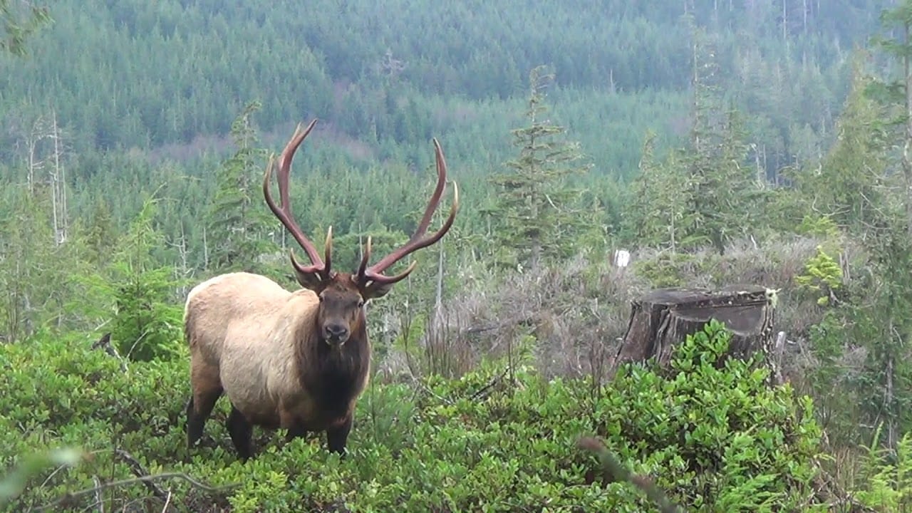 British Columbia Roosevelt Elk Hunt » Coastal Inlet Adventures