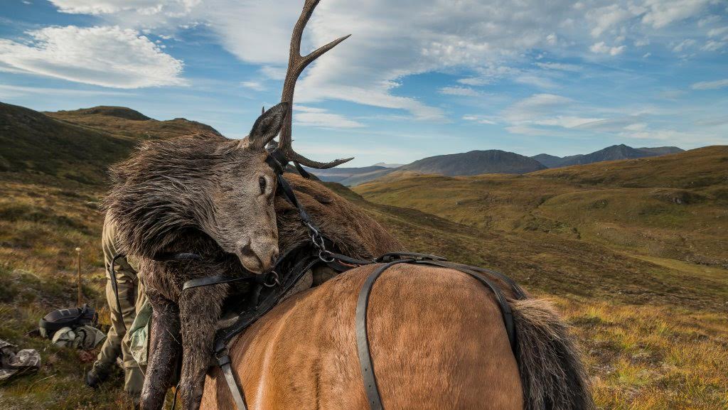 Red Stag Hunt in the Scottish Highlands » #OI-SKPH1